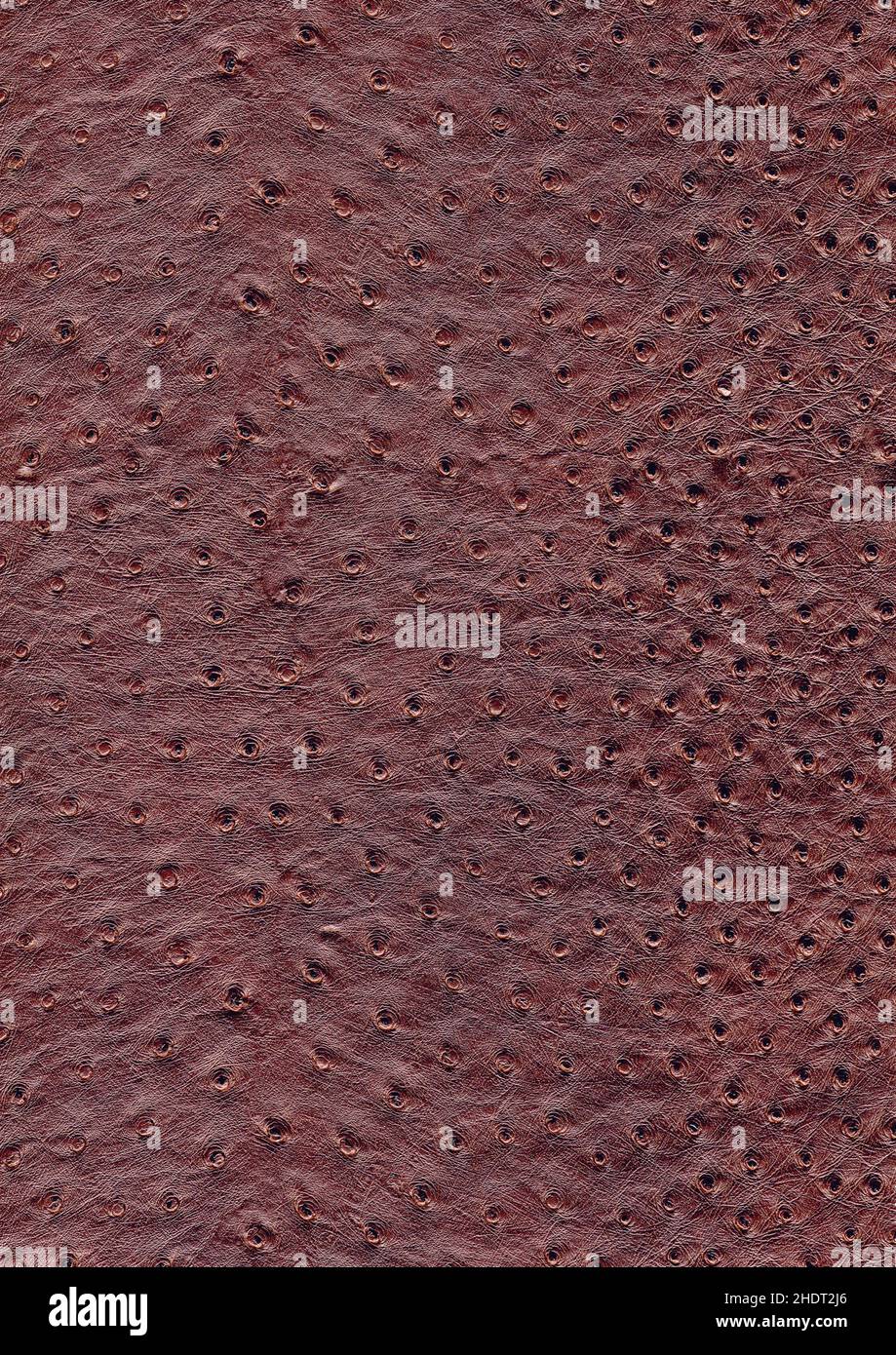leather, animal skin, ostrich leather, leathers, animal skins Stock ...