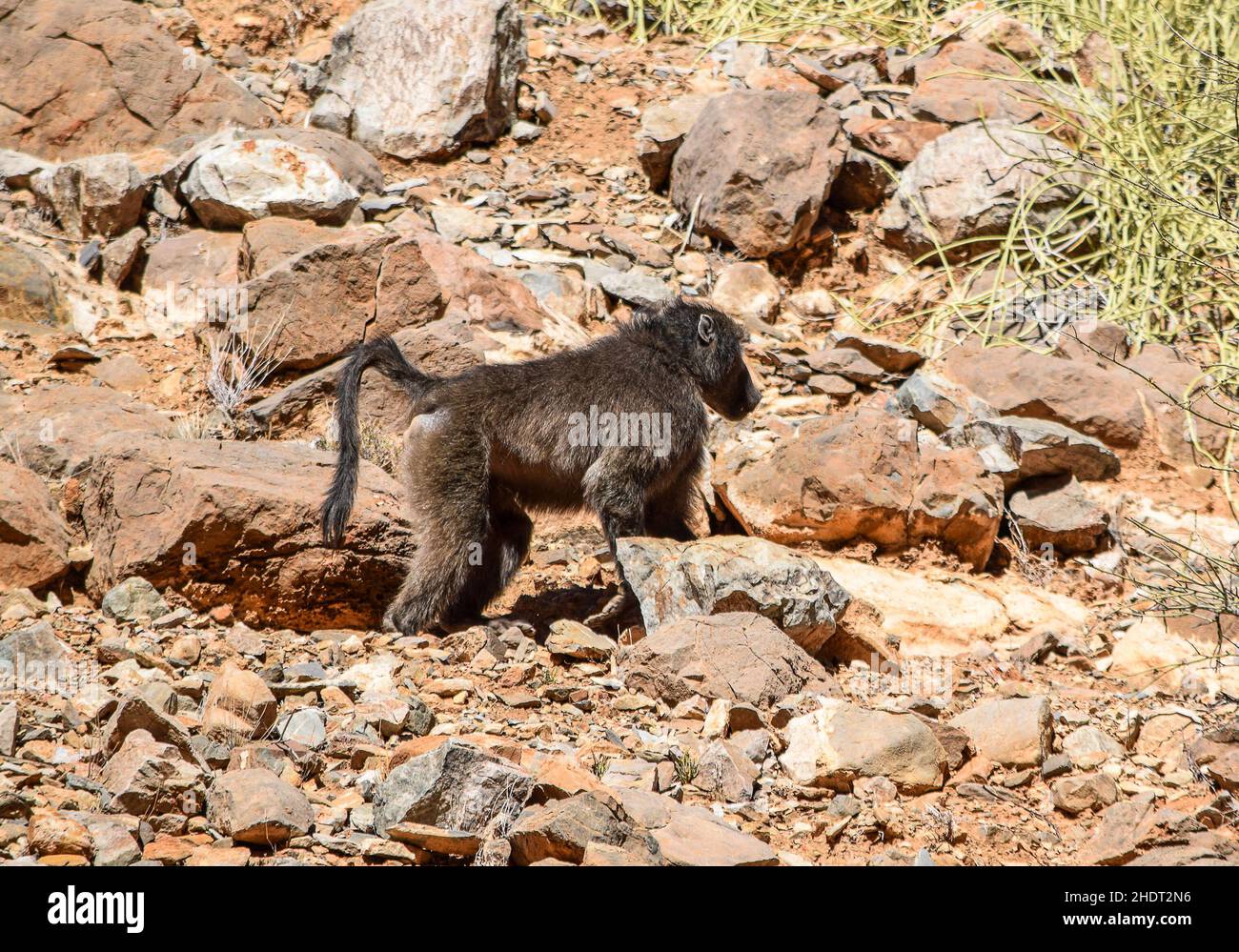 Bear baboons hi-res stock photography and images - Alamy