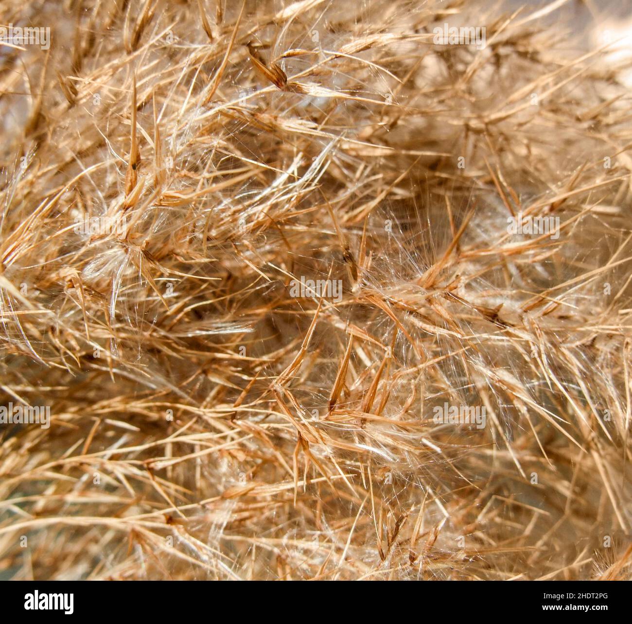 Fluffy straws hi-res stock photography and images - Alamy
