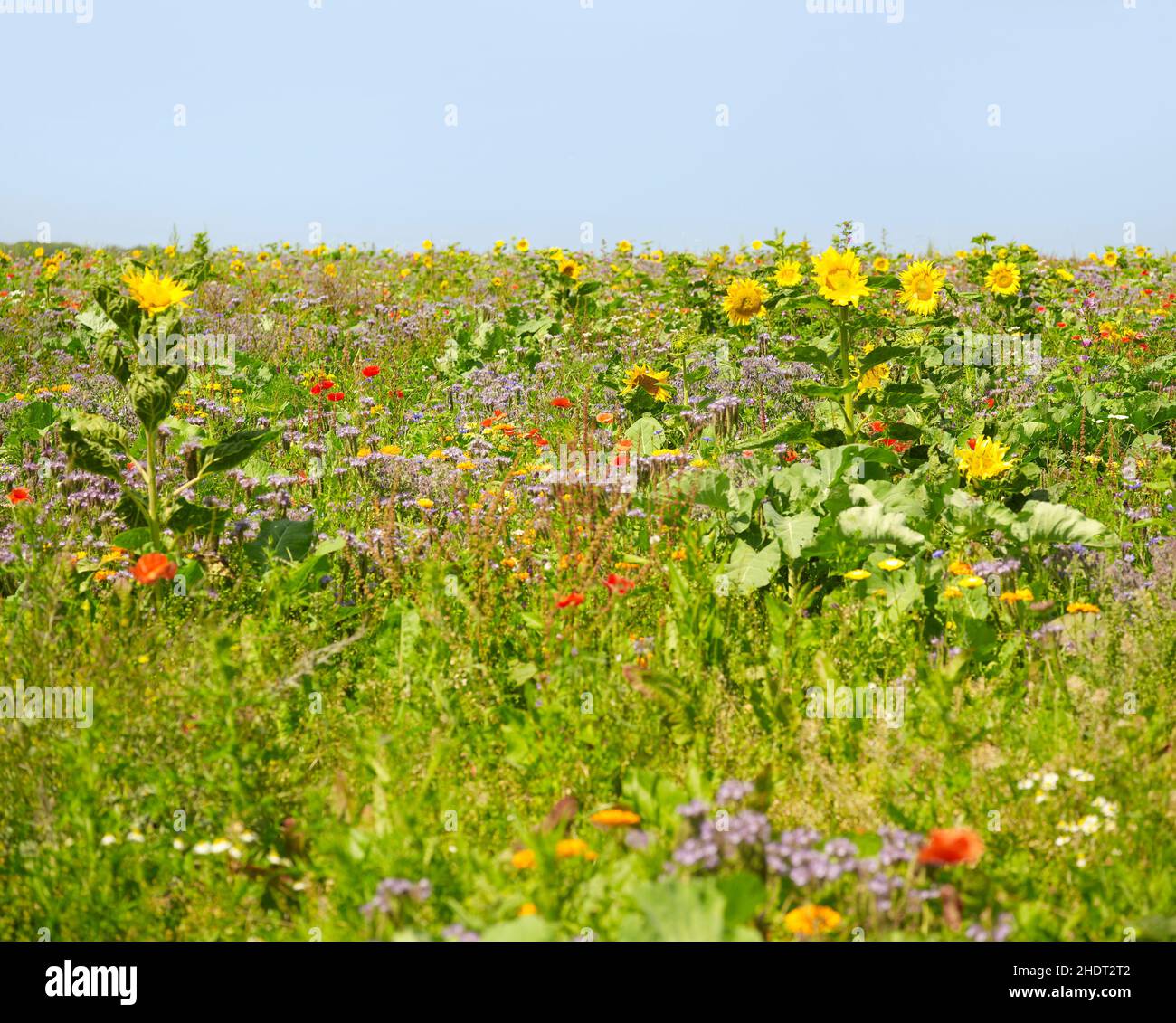 meadow, wild flower, meadows, wild flowers Stock Photo - Alamy
