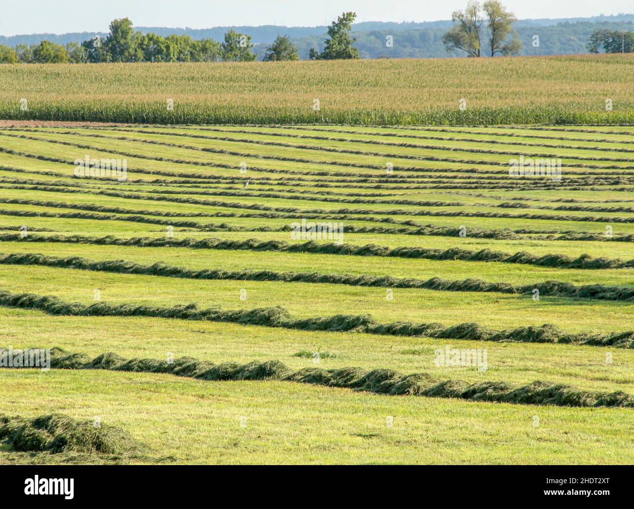 meadow, mowed, hay harvest, meadows, moweds, hay harvests Stock Photo ...