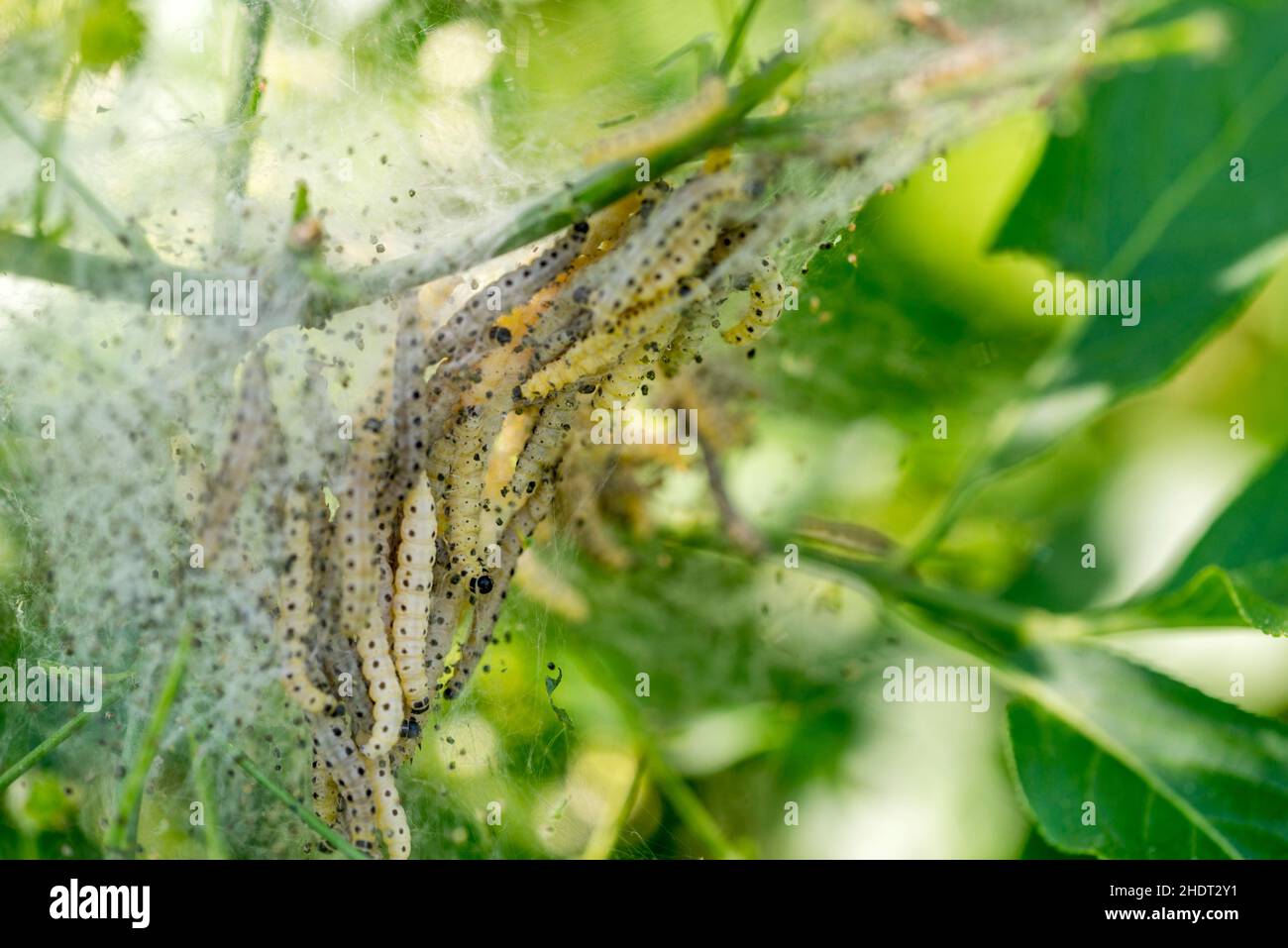 caterpillar, ermine moth, spider web, caterpillars, ermine moths ...