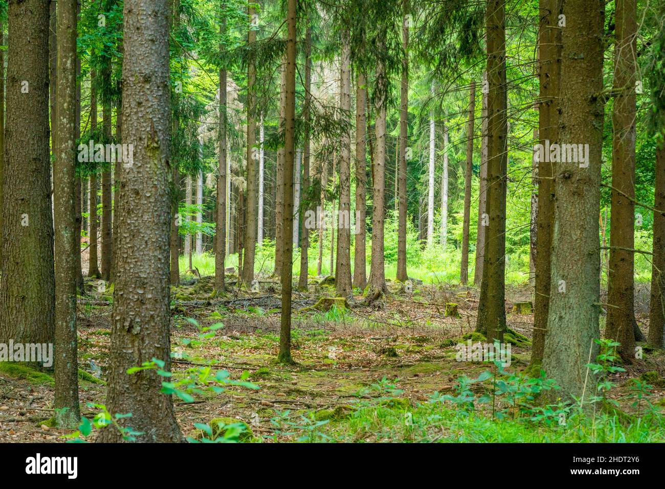 forest, conifers, forestry, forests, wood, woodland, woods, conifer ...