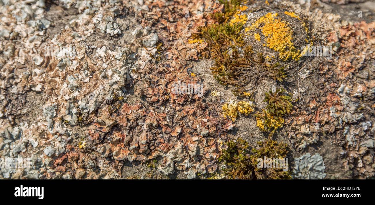 Moss structures hi-res stock photography and images - Alamy