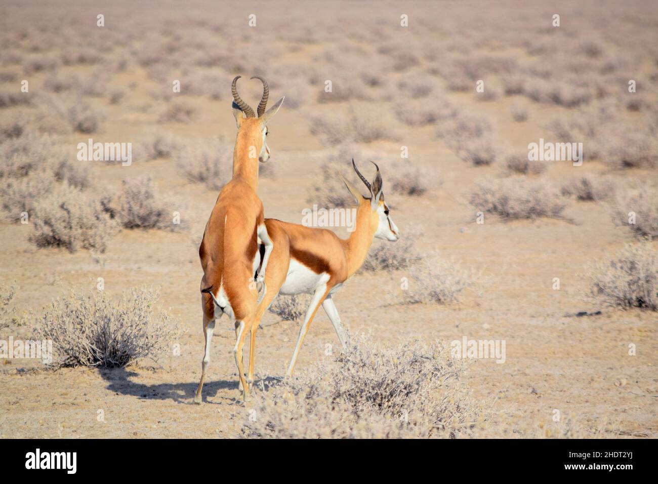 mating, springbok, springboks Stock Photo - Alamy