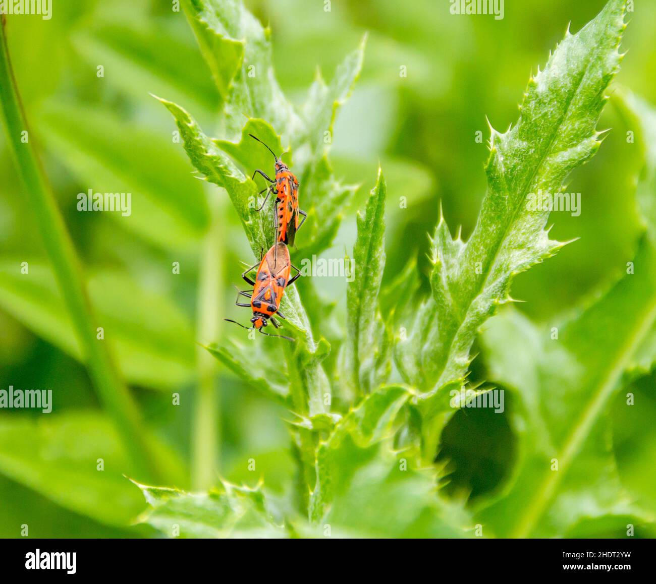 mating, firebug, firebugs Stock Photo - Alamy