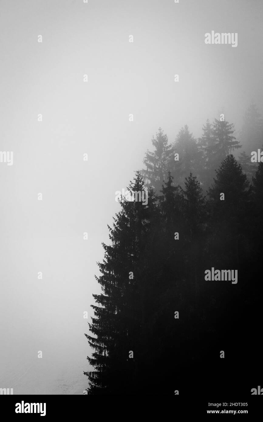 Fir trees forest background Black and White Stock Photos & Images - Alamy
