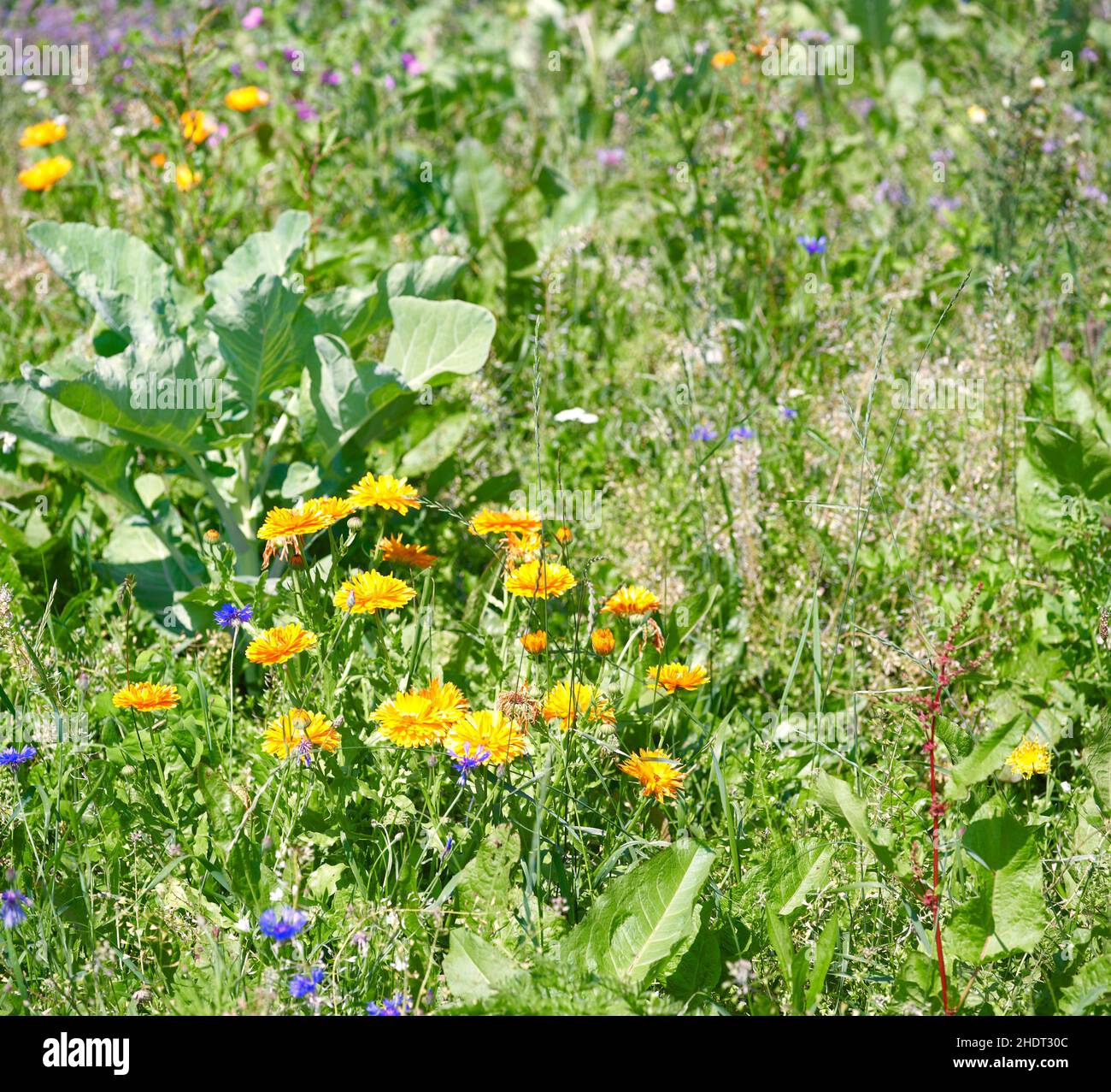 Meadow flower meadows hi-res stock photography and images - Alamy
