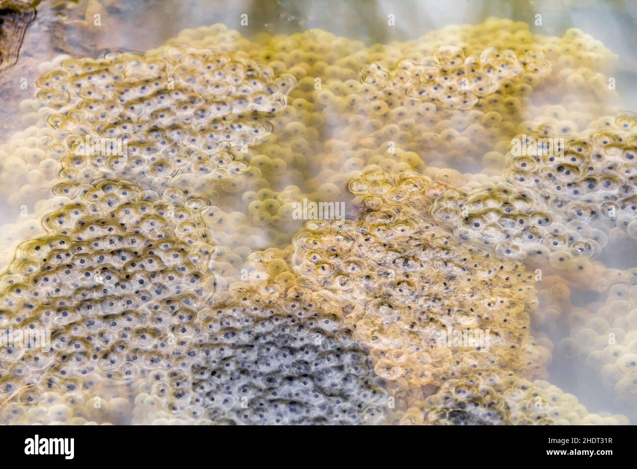 frog spawn, frog spawns Stock Photo - Alamy