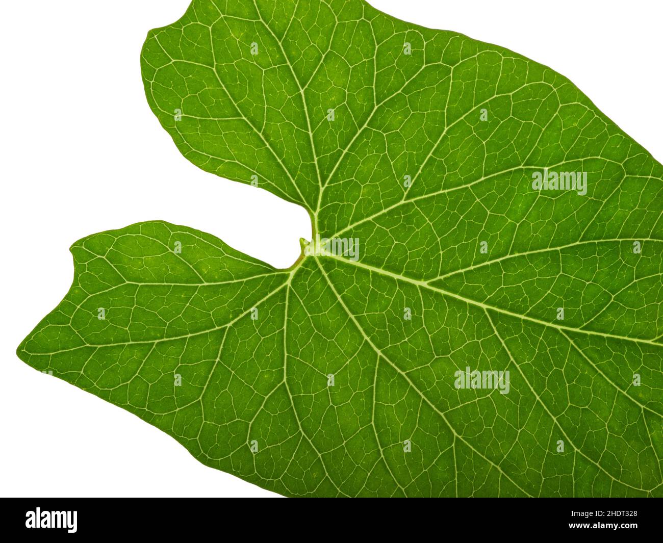 leaf, leaf veins, leafs, leaf vein Stock Photo - Alamy