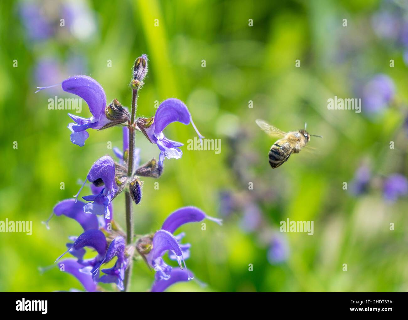 bee, salvia, bees, sage, salvias Stock Photo - Alamy