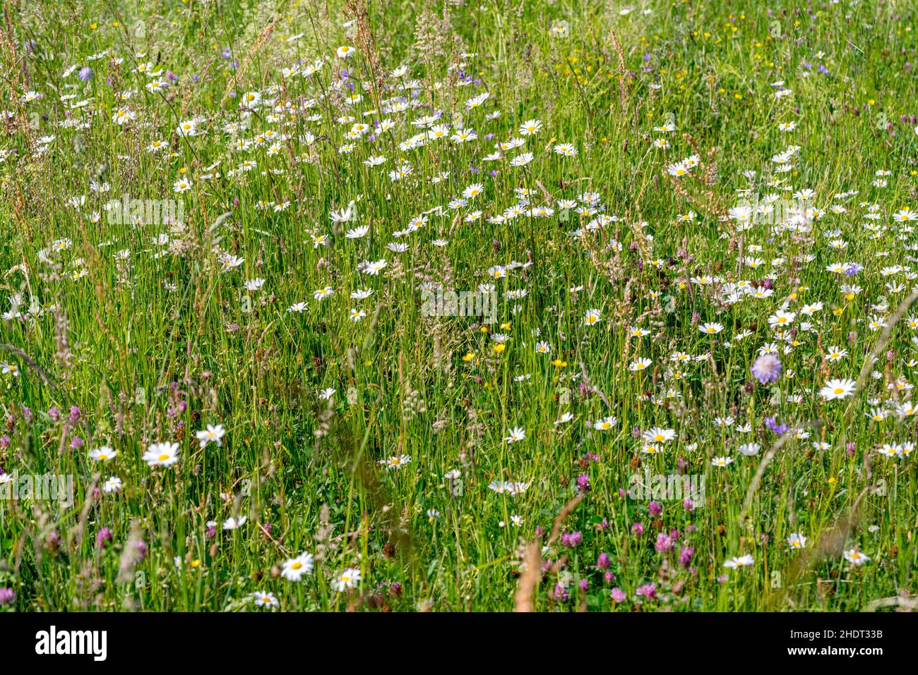 flower meadow, wild flower, flower meadows, wild flowers Stock Photo ...