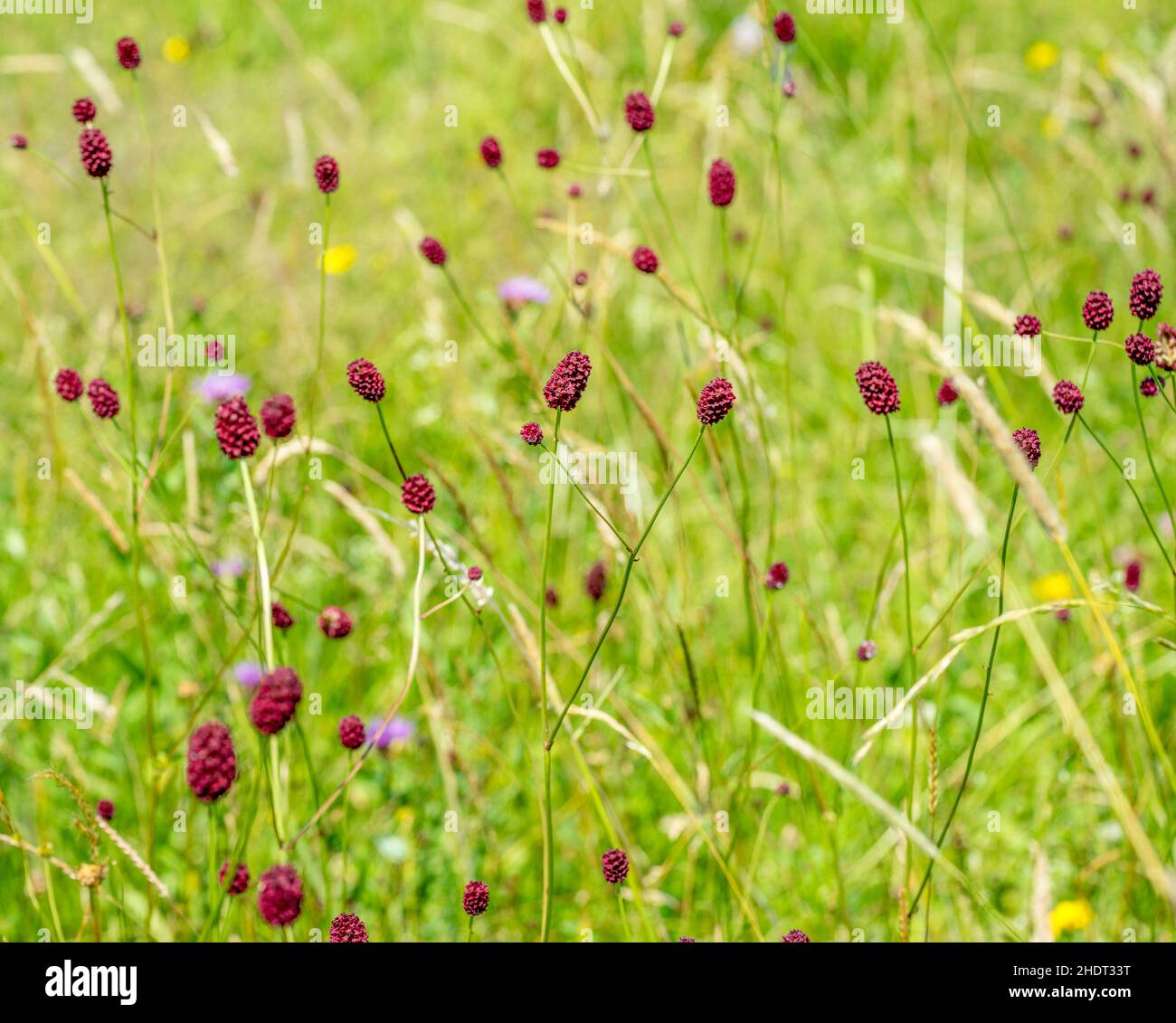 Burnet plant hi-res stock photography and images - Alamy