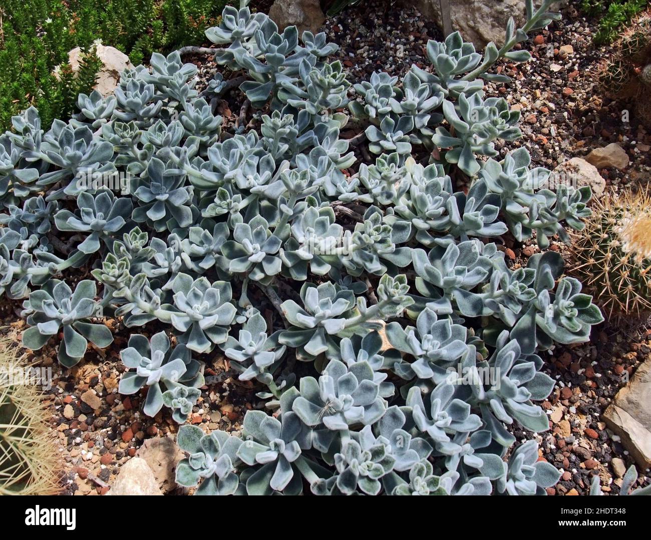 succulent plant, crassula, succulent plants, crassulas Stock Photo - Alamy