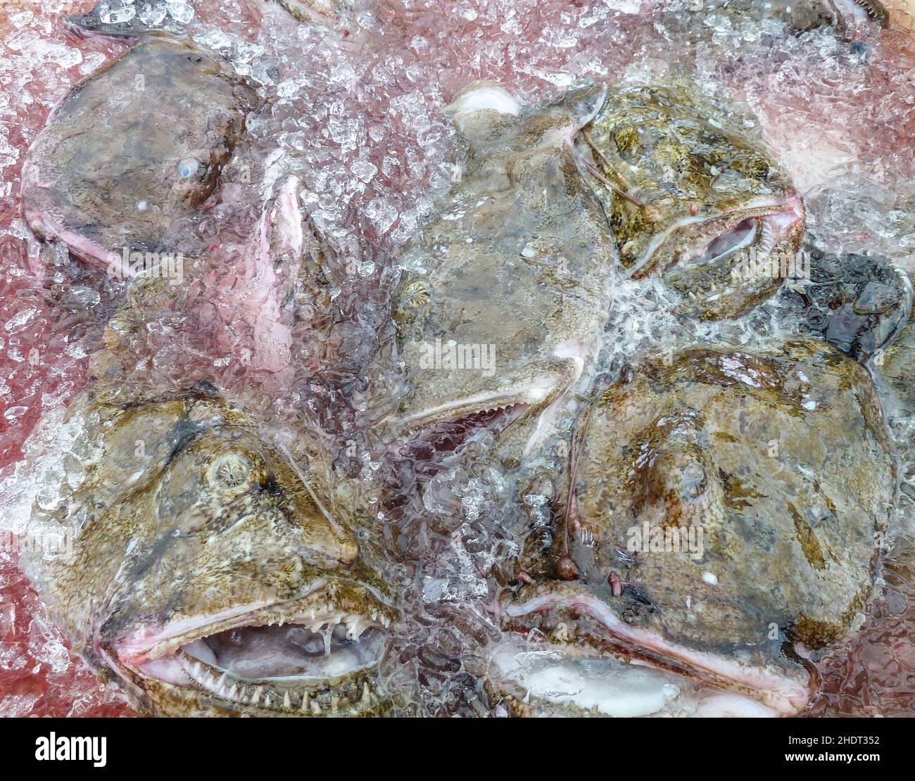 Anglerfishs hi-res stock photography and images - Alamy