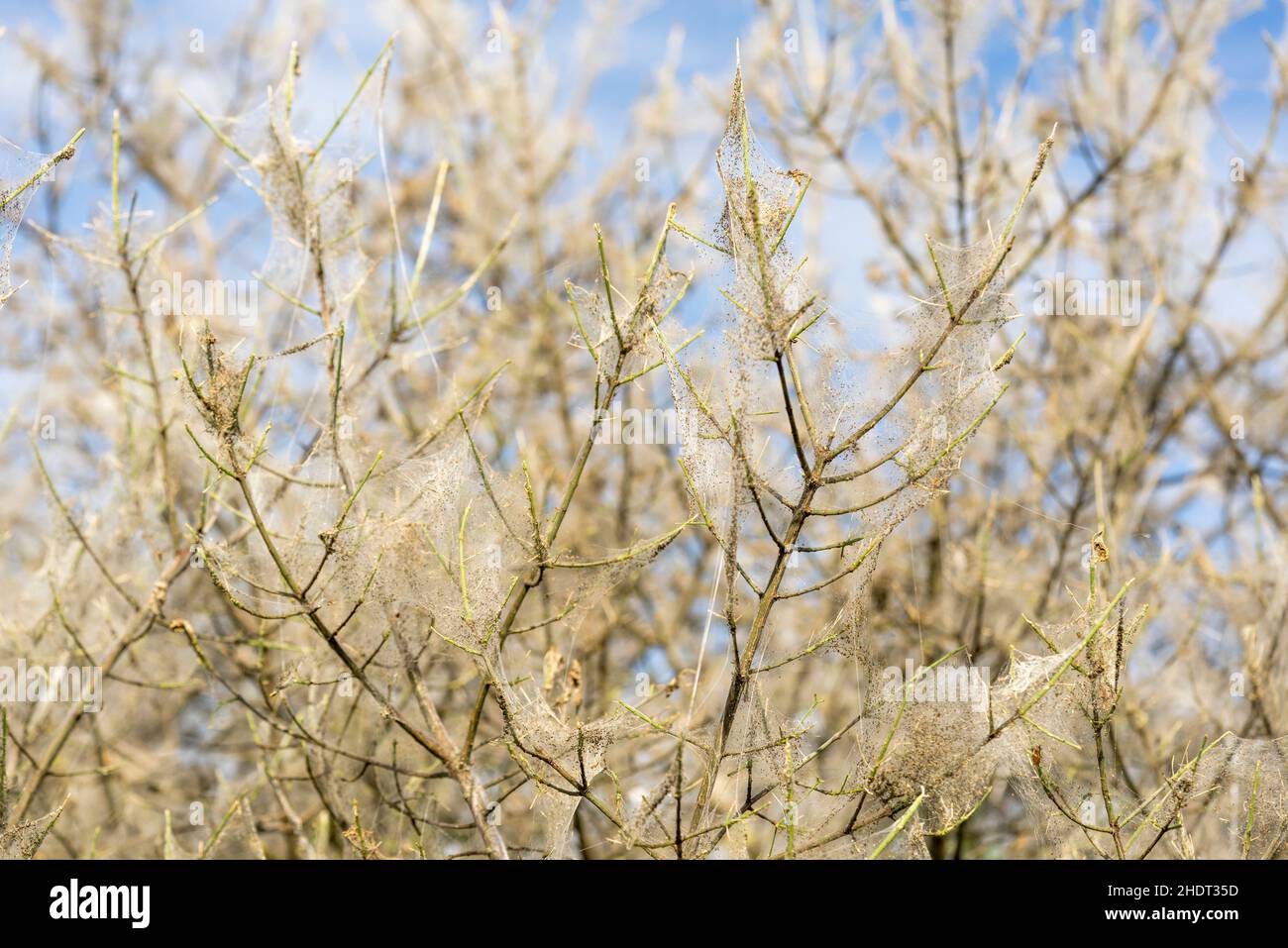 Spider moths hi-res stock photography and images - Alamy