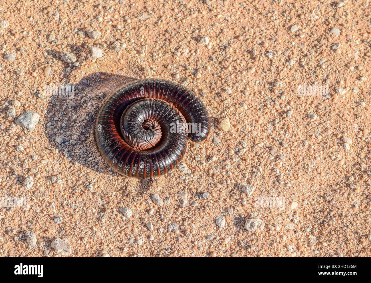 giant african millipede, shongololo Stock Photo - Alamy