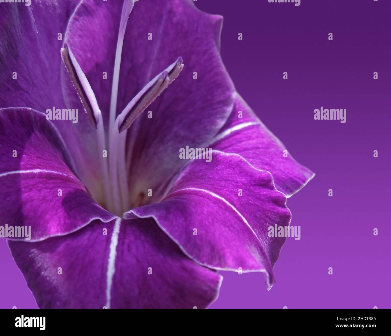 petal, stamens, petals, stamen Stock Photo - Alamy