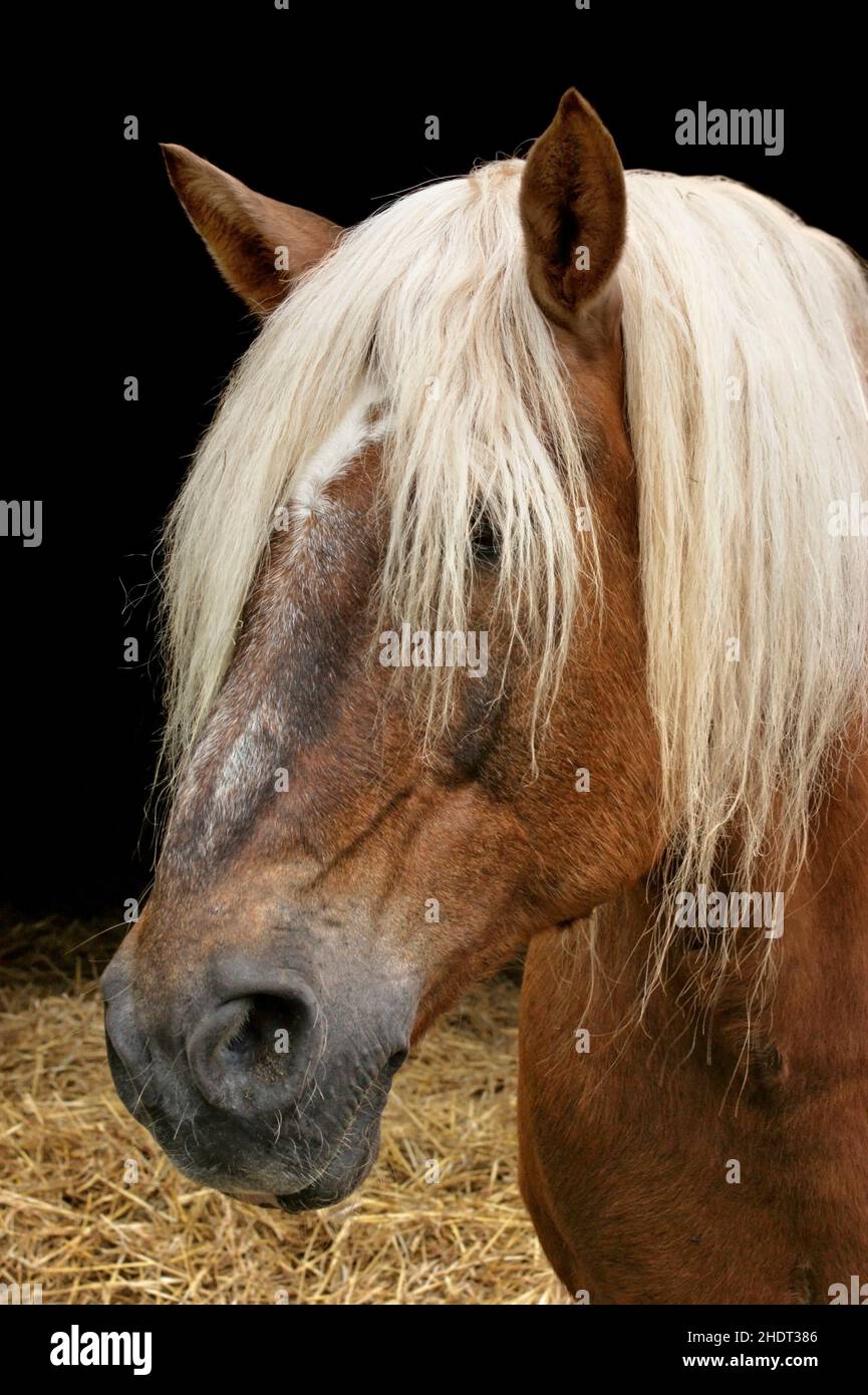 horse, horsehead, horses, horseheads Stock Photo - Alamy