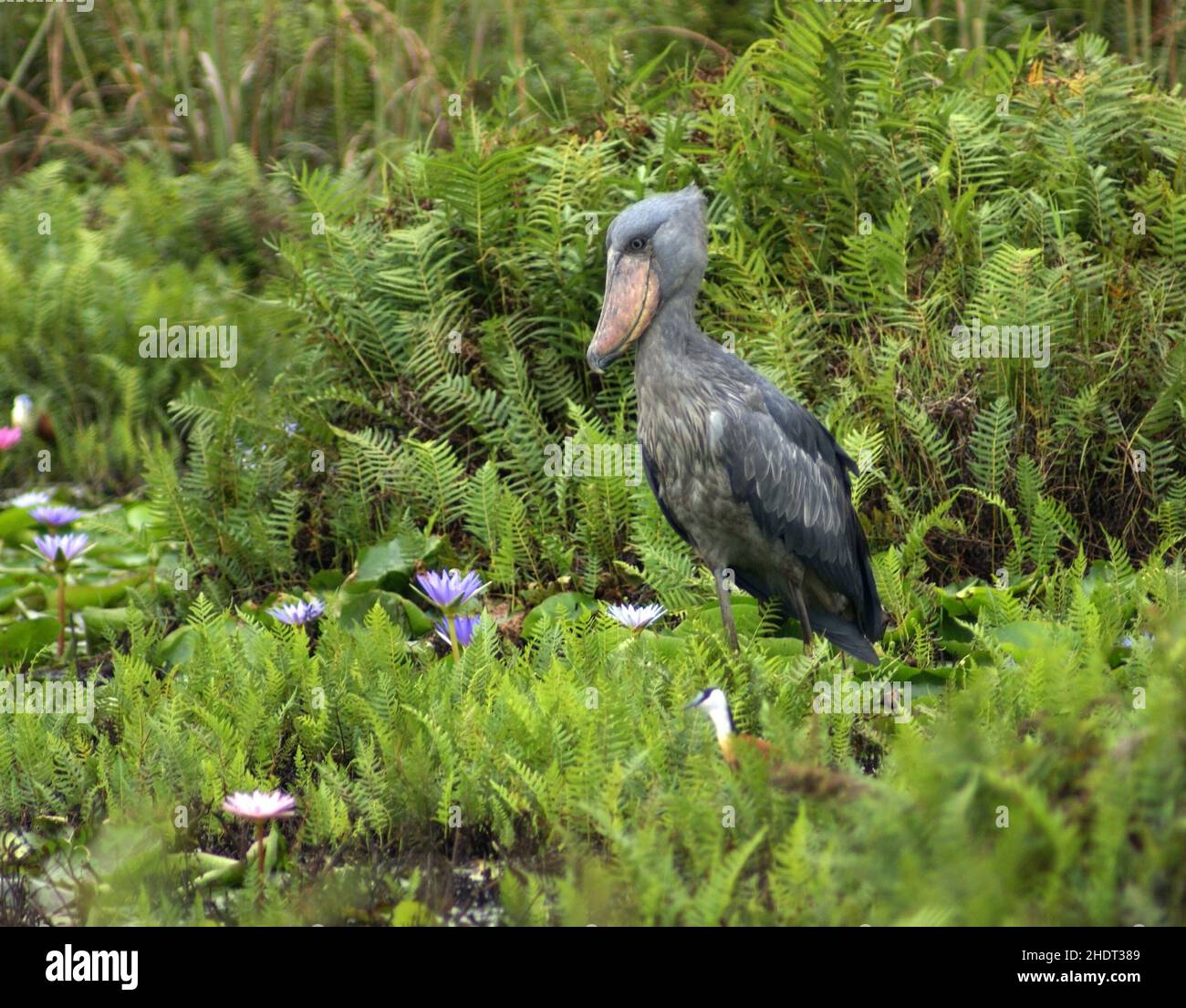 Shoe beak hi-res stock photography and images - Alamy