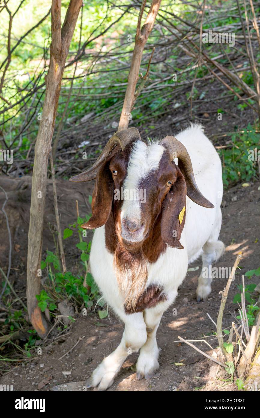 Domestic goat capra hircus male hi-res stock photography and images - Alamy
