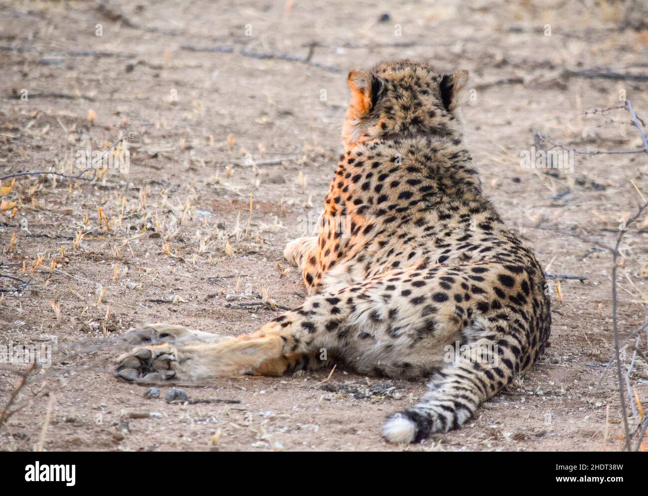 Cheetah from behind hi-res stock photography and images - Alamy
