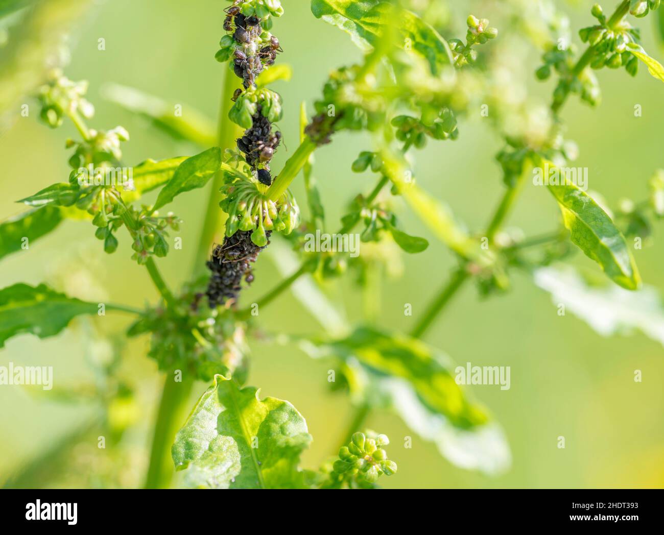aphid, infestation, aphids, infestations Stock Photo - Alamy