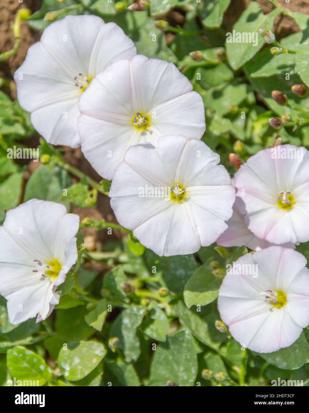 Convolvulus flower hi-res stock photography and images - Alamy