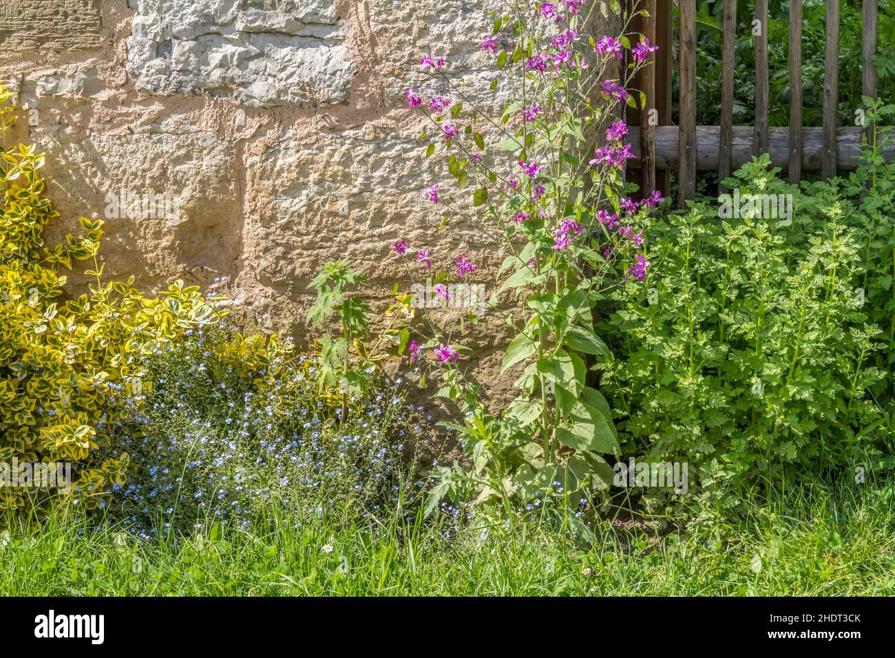 garden plants, sandstone wall, garden plant, sandstone walls Stock ...