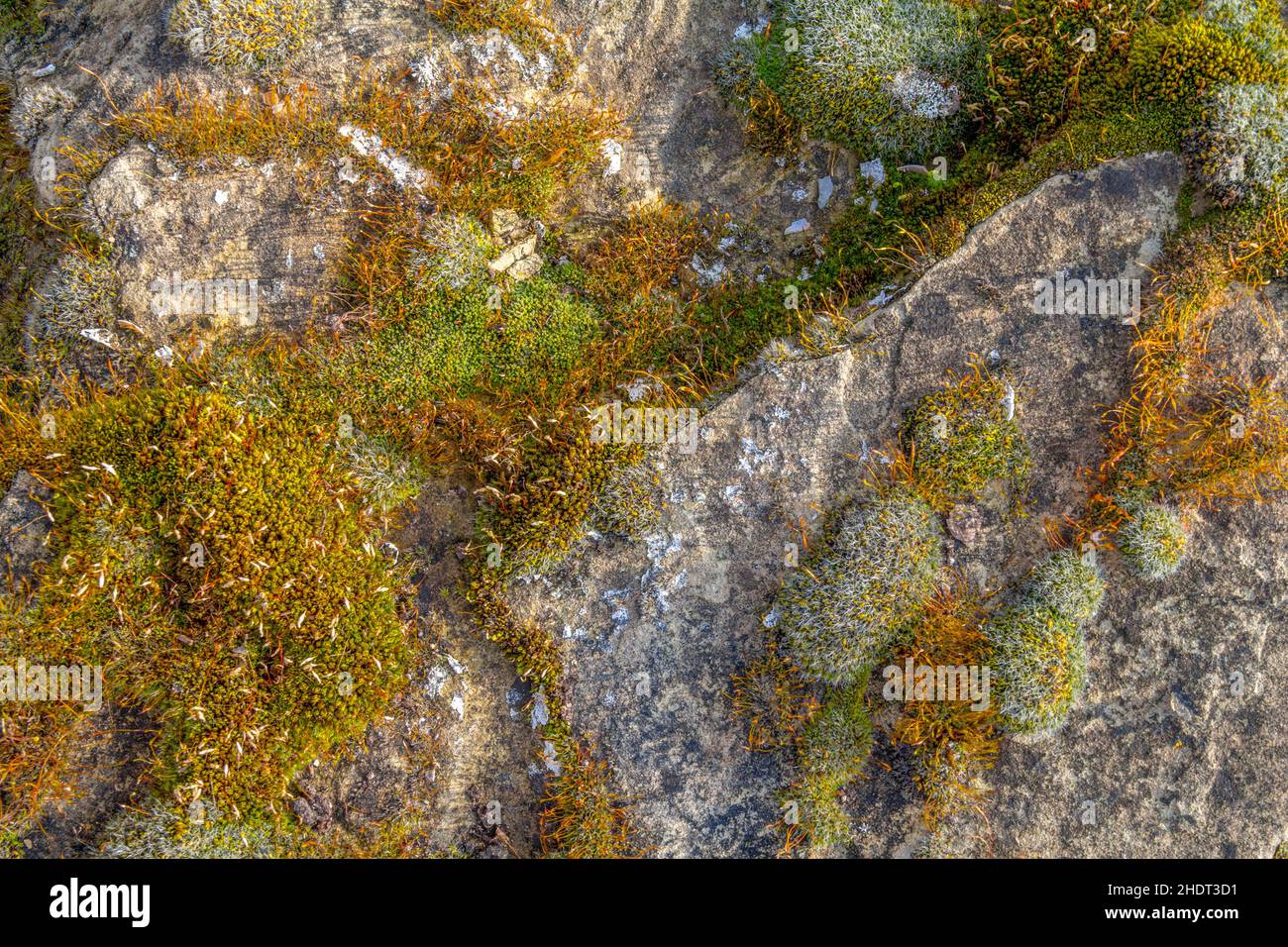 moss, rocks, mosses Stock Photo - Alamy