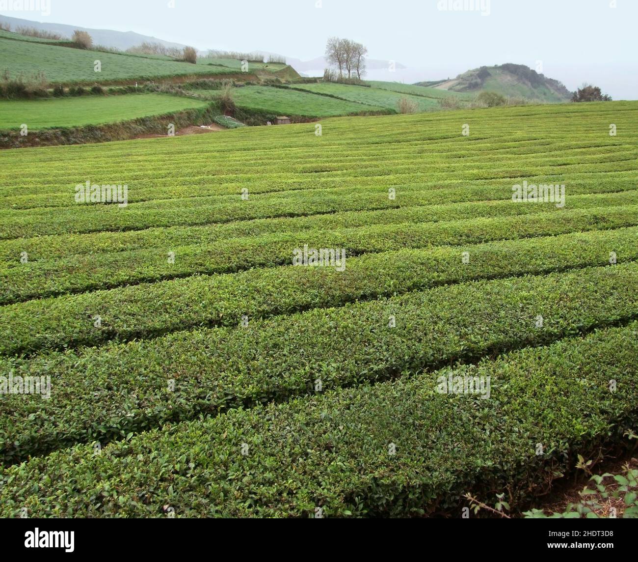 tea plantation, tea crop, tea plantations Stock Photo - Alamy