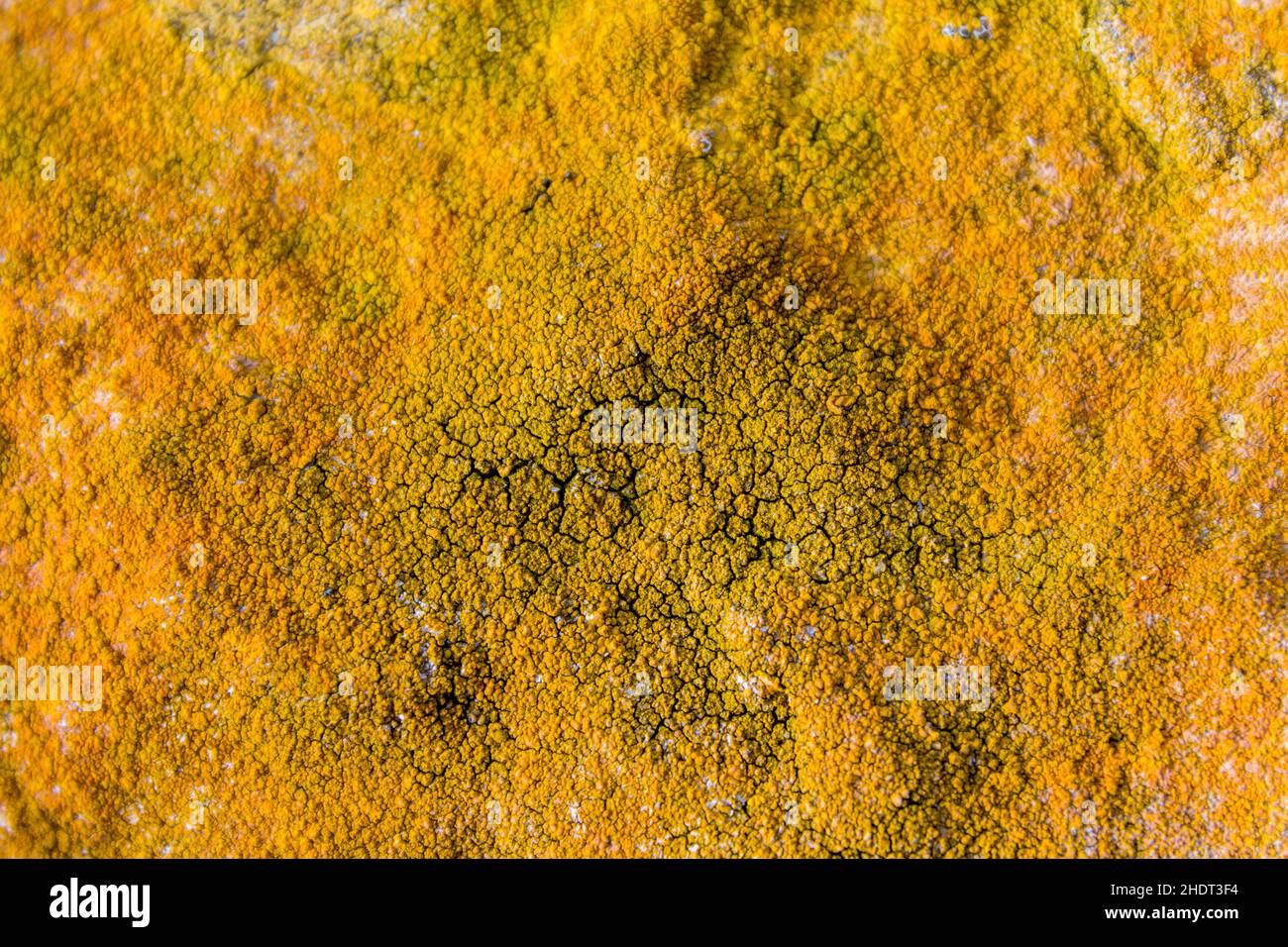 Lichen surfaces hi-res stock photography and images - Alamy