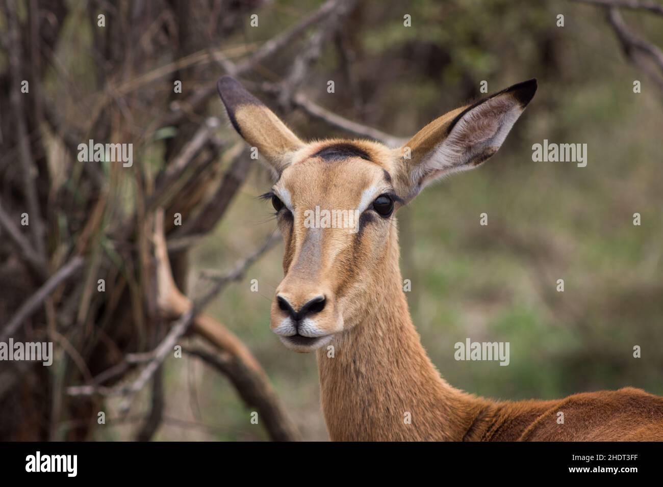 Close-up Impala Female Stock Photo - Alamy