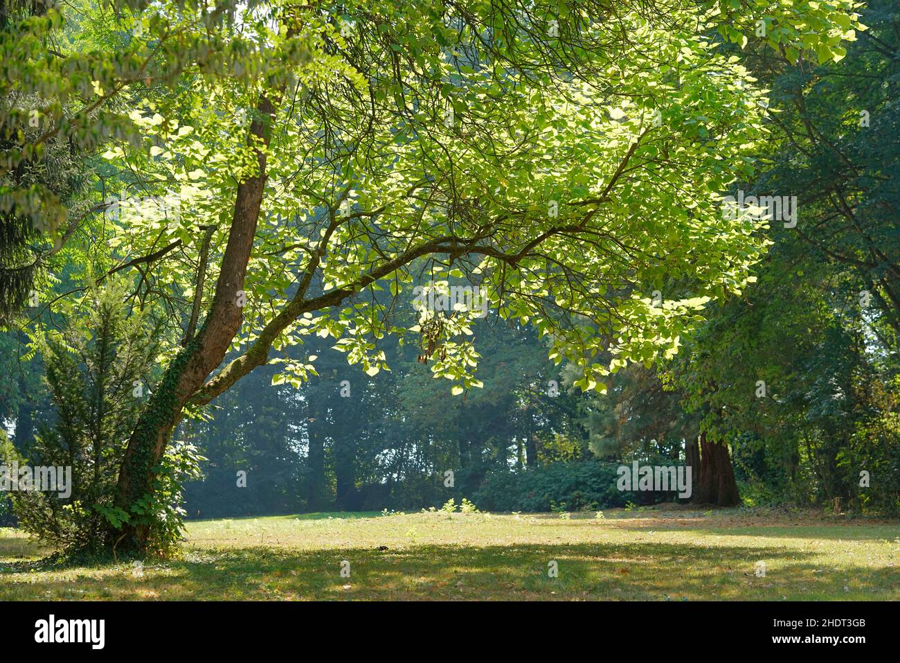 sunlight, park, tree, sun ray, sun rays, sunbeam, sunbeams, sunlights ...