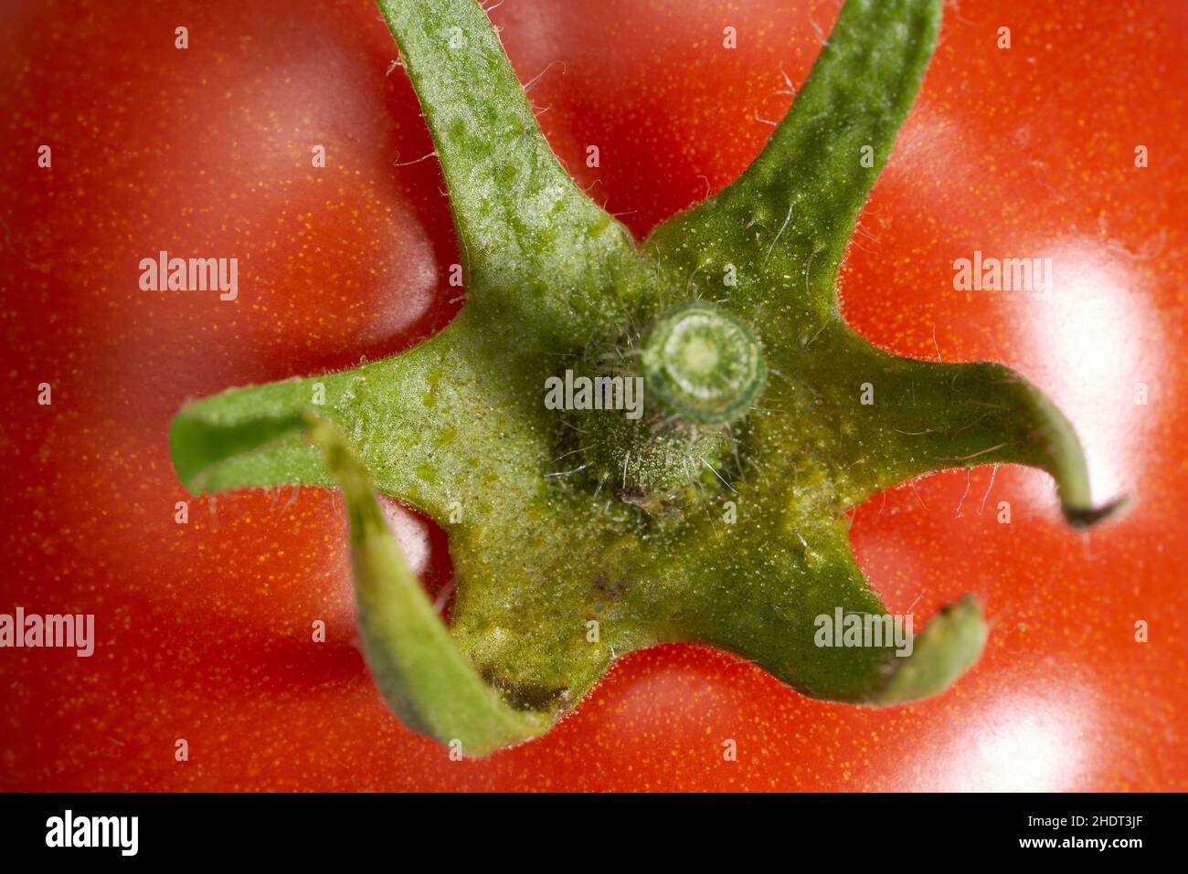 stem, tomato, stems, tomatoe, tomatoes, tomatos Stock Photo - Alamy
