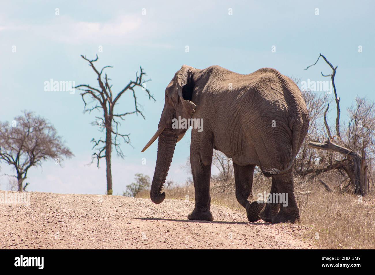 Elephant walking Alone Stock Photo - Alamy