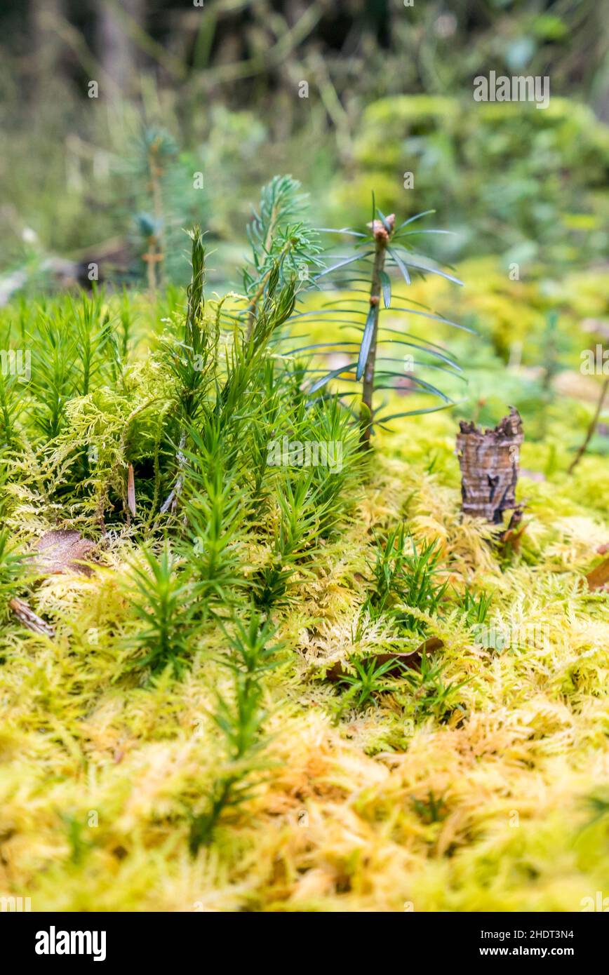 moss, forest, ground cover, mosses, forests, wood, woodland, woods ...