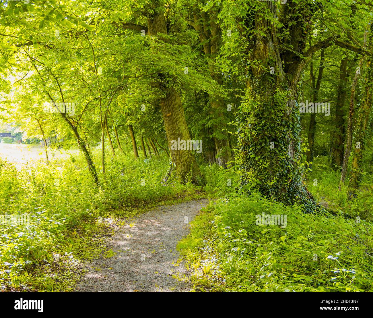 Dirt footpaths hi-res stock photography and images - Alamy