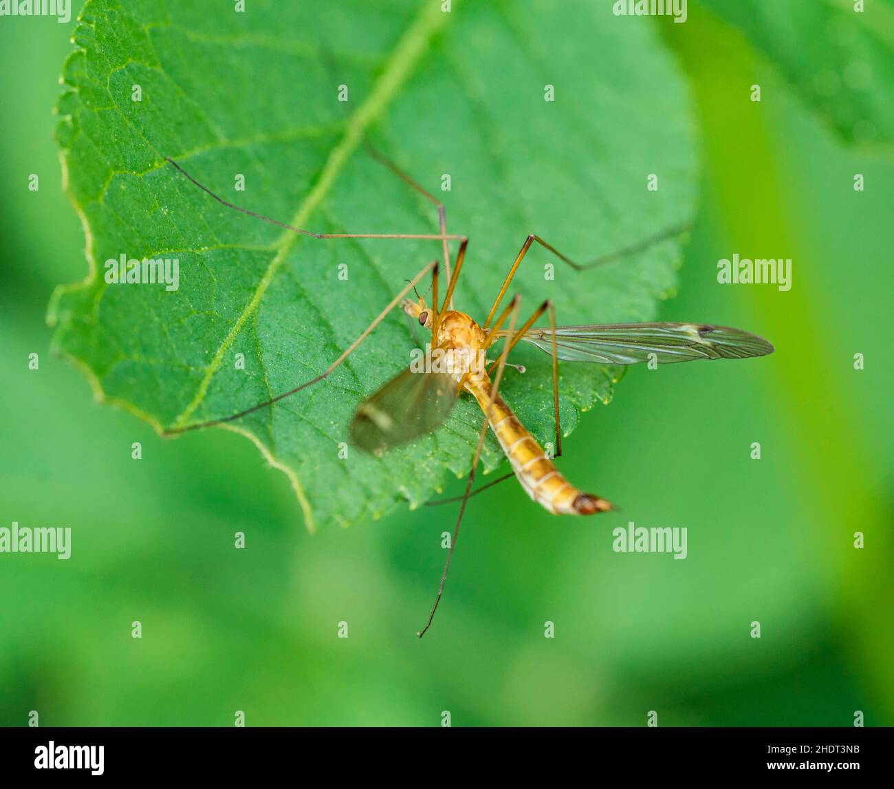crane fly, crane flies Stock Photo - Alamy