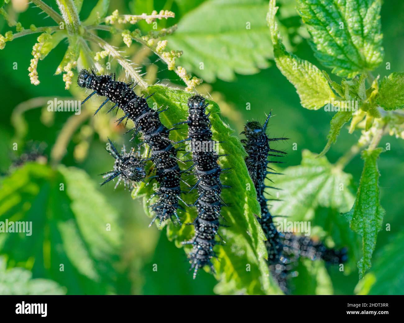 caterpillar, peacock butterfly, caterpillars, peacock butterflies Stock ...