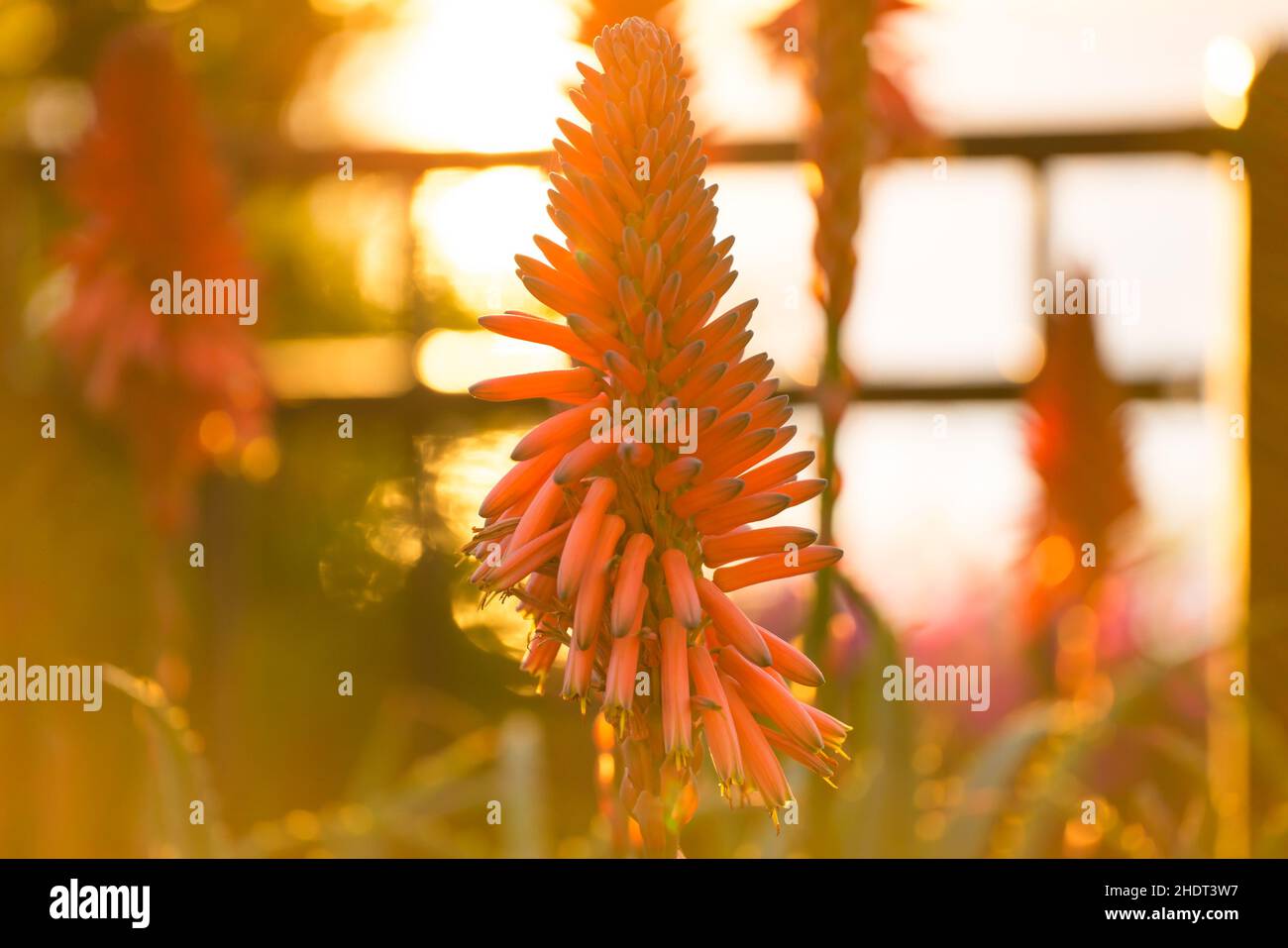 Aloe Vera flowers at sunset. Blooming Aloe Vera close up with beautiful ...