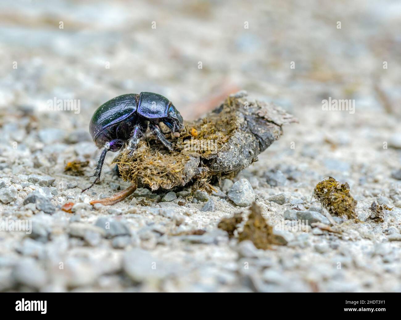 dung beetles, dor beetle, dung beetle Stock Photo - Alamy
