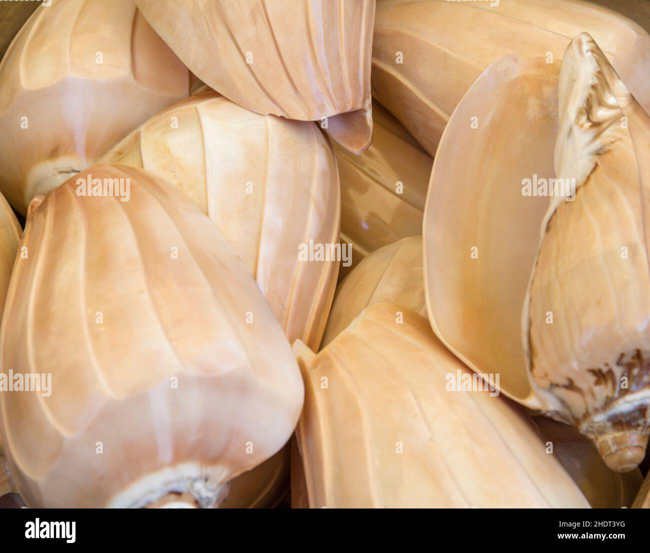 snail-shell, conch shell, snail-shells, conch shells Stock Photo - Alamy