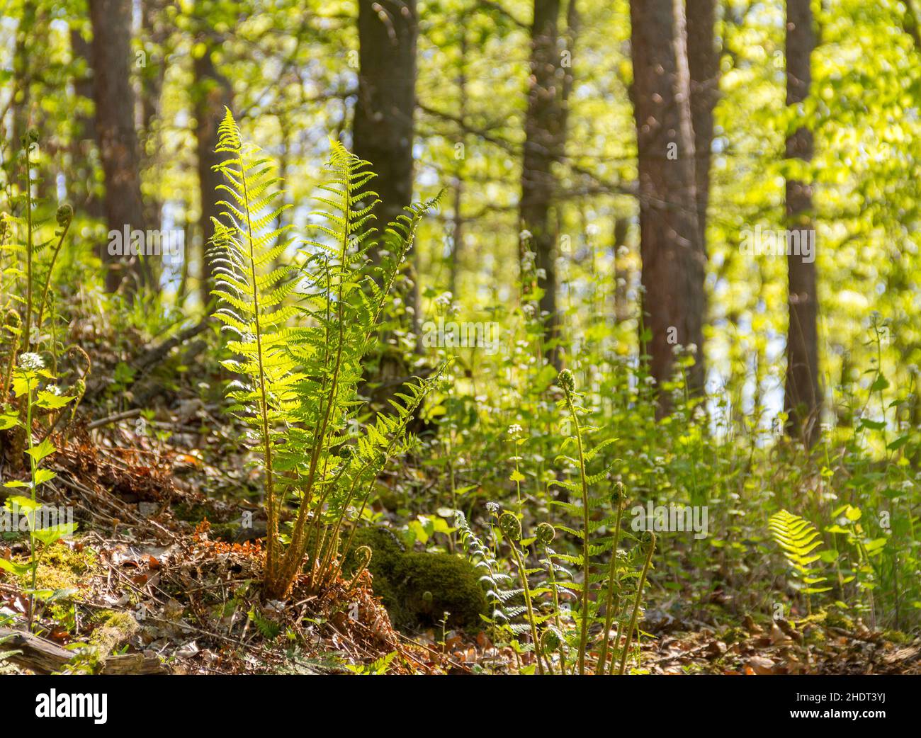 forest, fern, forests, wood, woodland, woods, ferns Stock Photo - Alamy