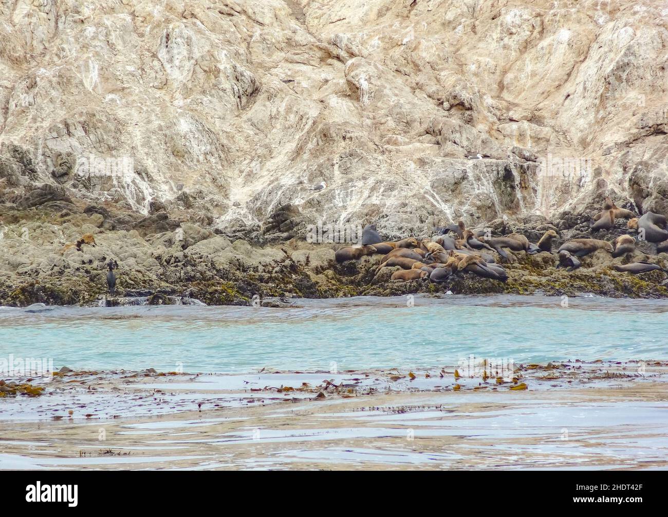 seal, monterey bay, seals Stock Photo - Alamy