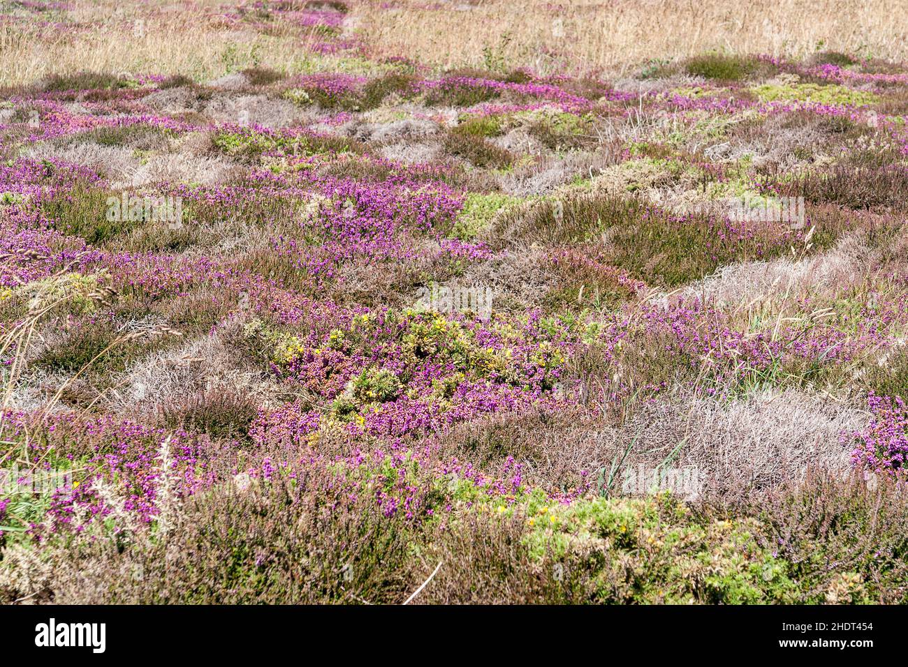 Heather greens hi-res stock photography and images - Alamy