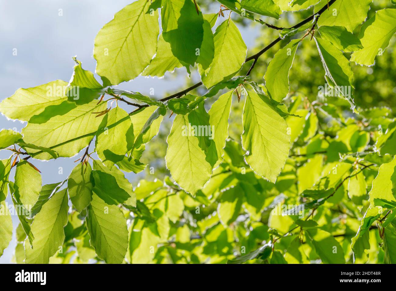 spring, leaves, beech tree, leaf, beech trees Stock Photo - Alamy