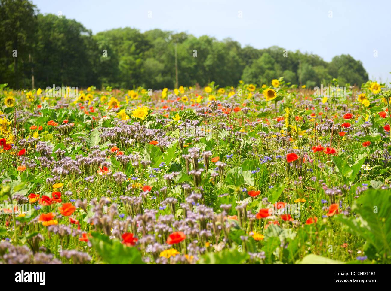 flower meadow, flower meadows Stock Photo - Alamy
