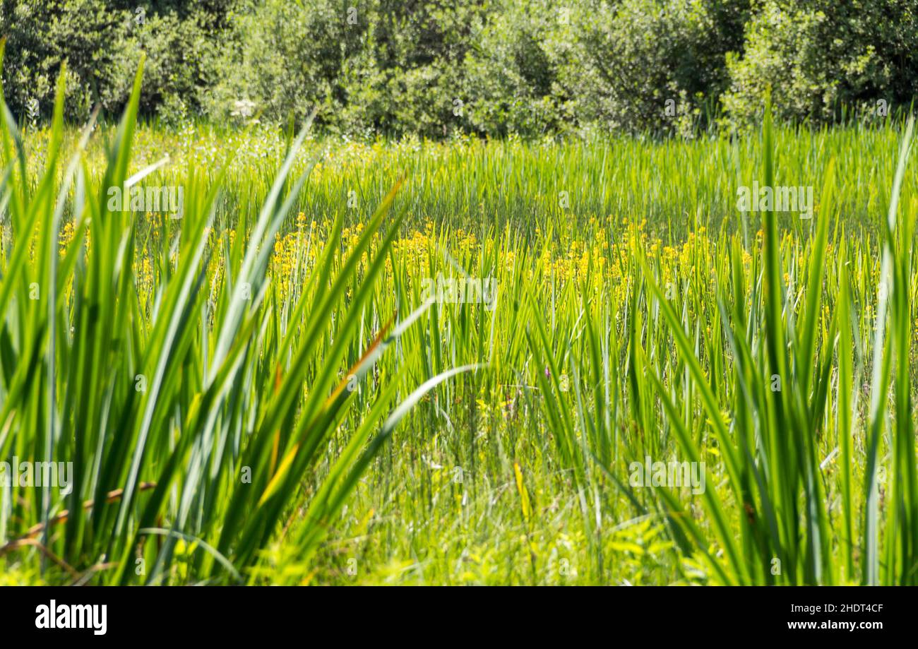 Marshes and wetlands hi-res stock photography and images - Alamy