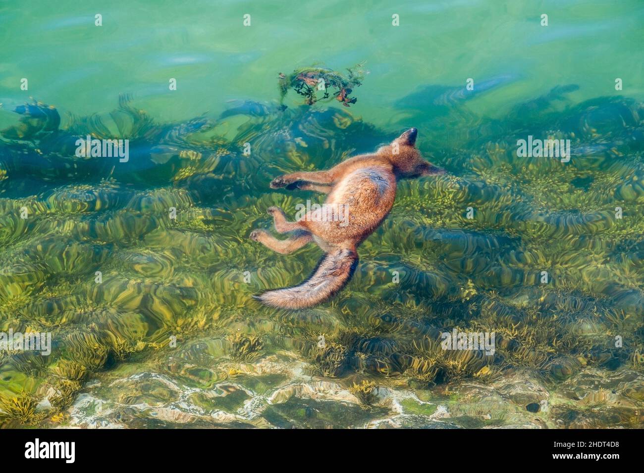 sea, fox, drowned, seas, foxs Stock Photo - Alamy